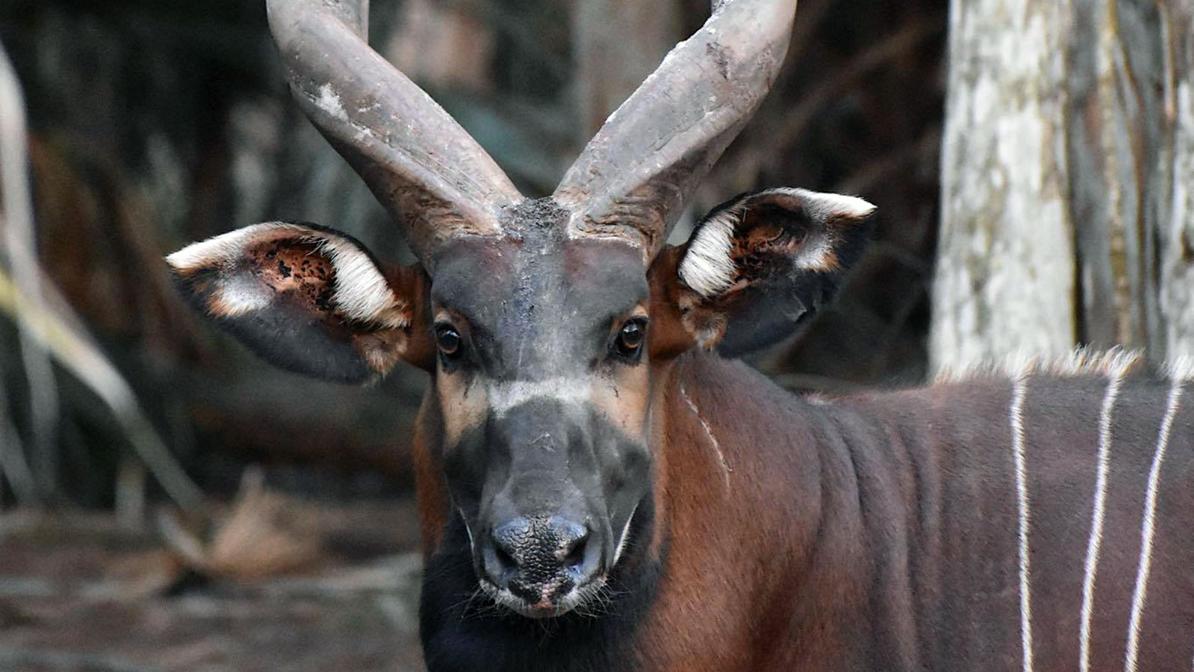 Mar 26, 2025: Special delivery: DHL Express flies 17 endangered ...