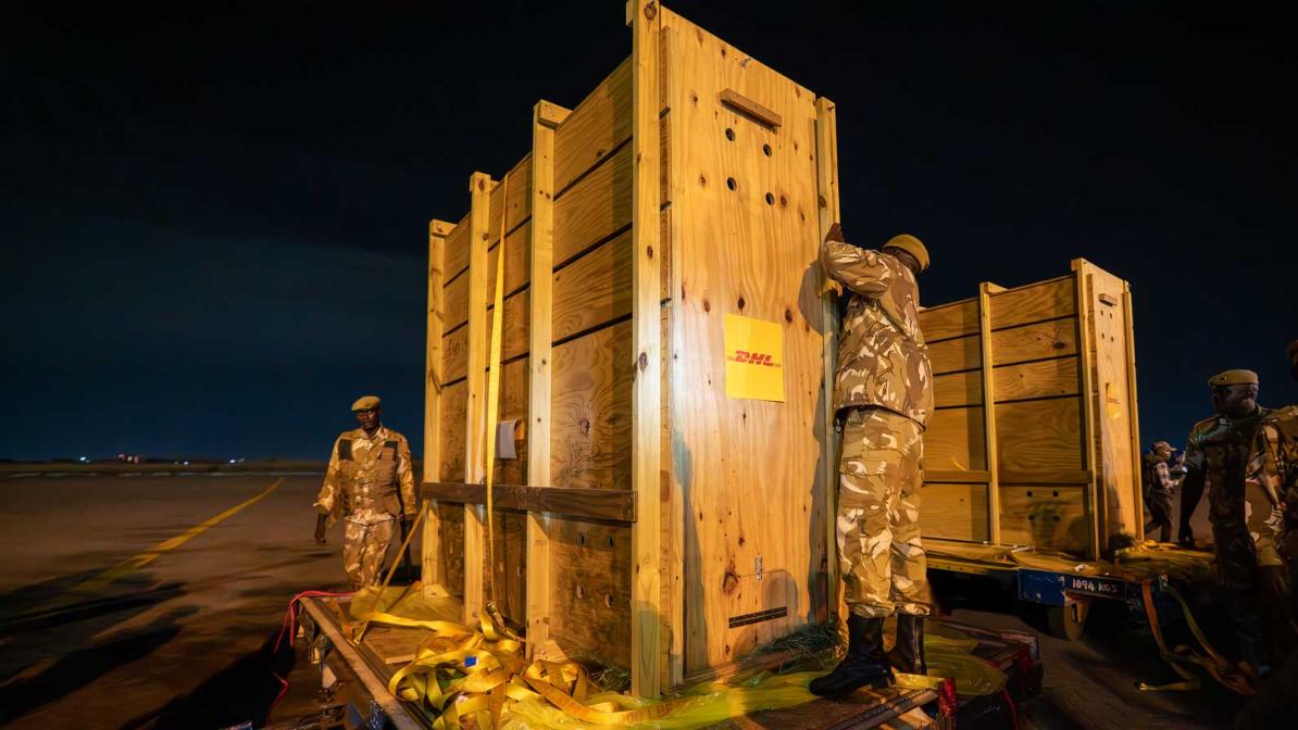 Mar 26, 2025: Special delivery: DHL Express flies 17 endangered ...