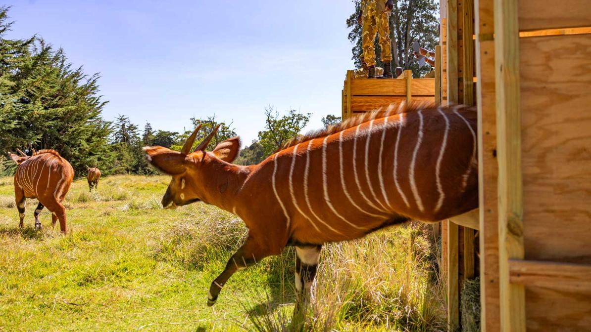 Mar 26, 2025: Special delivery: DHL Express flies 17 endangered Mountain Bongo Antelopes from ...
